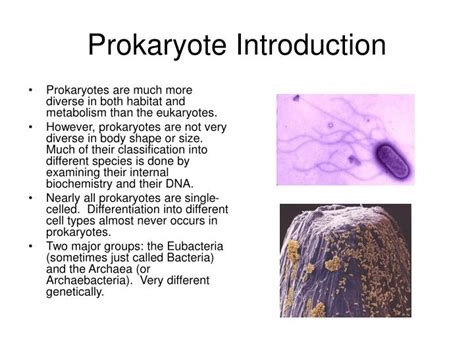 PPT Prokaryotes PowerPoint Presentation ID