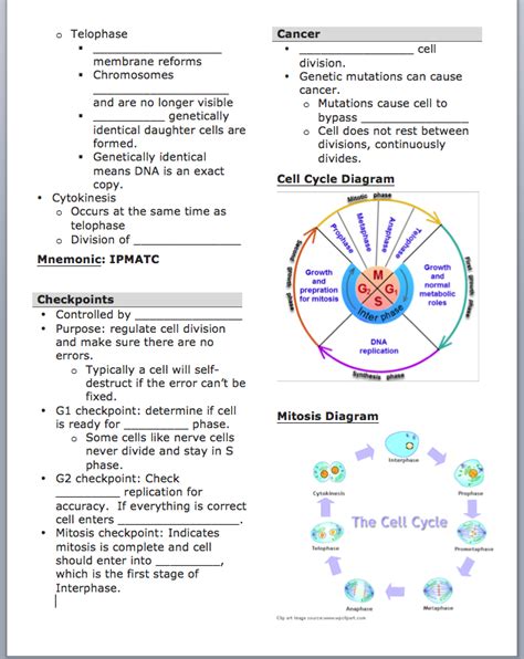 Cell Cycle Worksheet