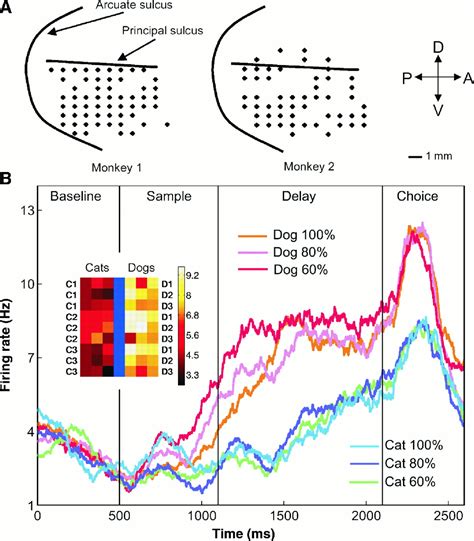 Categorical Representation Of Visual Stimuli In The Primate Prefrontal Cortex Science