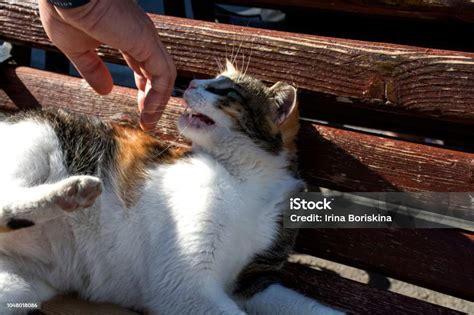 성 난 고양이 물기를 잘한다 야생 악 고양이입니다 야생 고양이입니다 가축에 대한 스톡 사진 및 기타 이미지 가축 갈고리