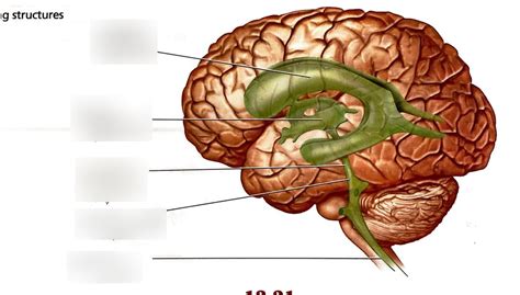 Anatomy Lab Figure 13 21 Diagram Quizlet