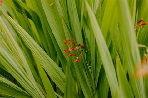 Japanskt Blodgräs Imperata Cylindrica Red Baron — Odlingsguide