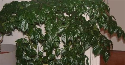 老桩幸福树掉叶子怎么挽救详解幸福树养护技巧 花植网