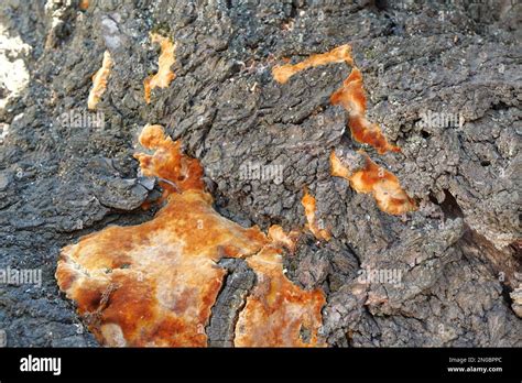 Fungus On A Tree Trunk Outdoor Fungal Disease Close Up Stock Photo Alamy