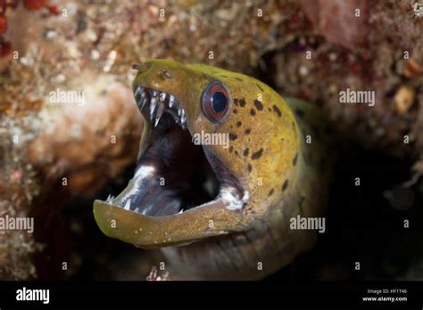 Eel Face