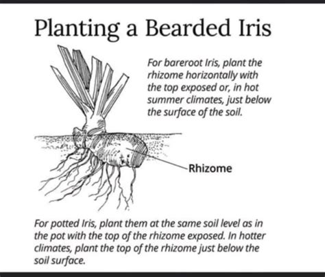 Planting A Bearded Iris Step By Step Guide