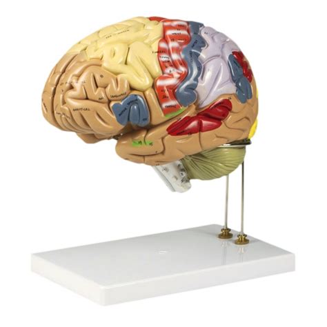 Walter Color Coded Human Brain Head Brain Nervous System Human