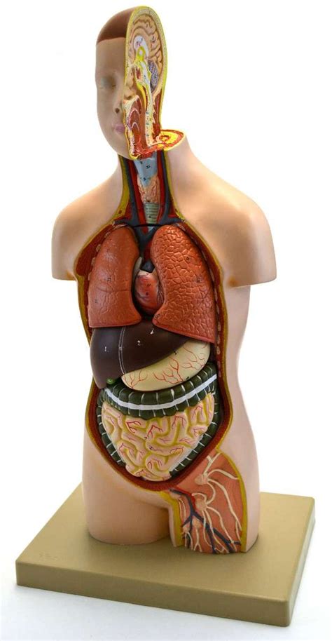 Didactic Colored Flexible Spine Anatomical Model Geyer Instructional