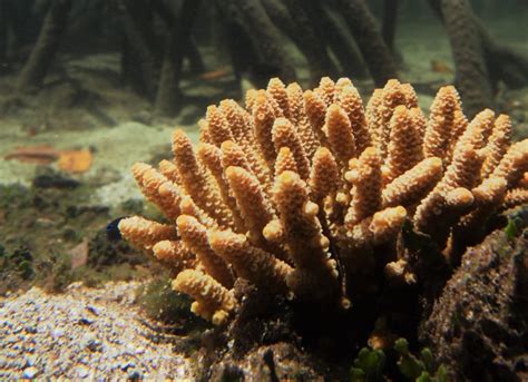 First Extreme Corals At Great Barrier Reef Mangrove Lagoons