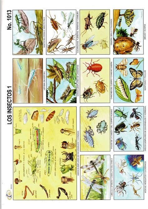 Insect Identification Cards Learn About Bugs And Insects