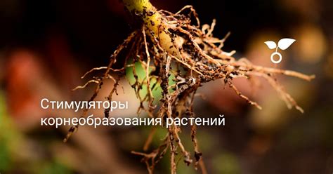 Стимуляторы корнеобразования растений. Принцип действия. Виды. Как ...