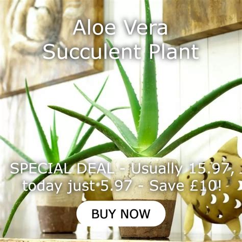 Daphne Plants For Sale Buy Daphne Shrubs Uk Delivery