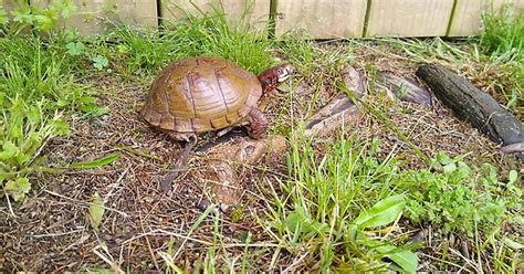 Cute Turtle In My Yard Album On Imgur