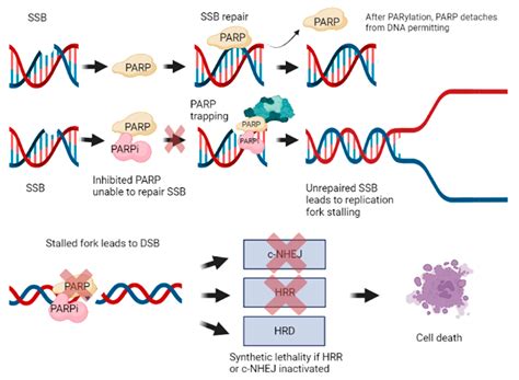 Advances In Parp Inhibitors For Prostate Cancer