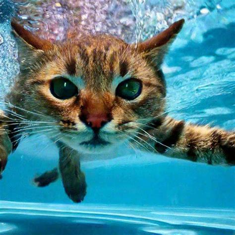 Лучшие картинки и видео в Шедевруме за всё время