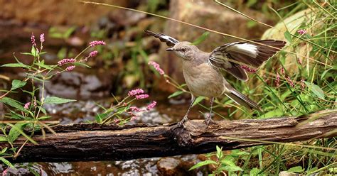 10 Fun Facts About The Northern Mockingbird Audubon