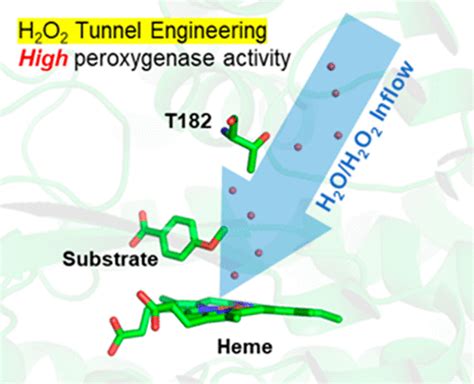 Enabling Peroxygenase Activity In Cytochrome P450 Monooxygenases By Engineering Hydrogen