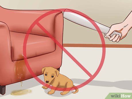 5 Formas De Adestrar Um Cachorro Filhote WikiHow