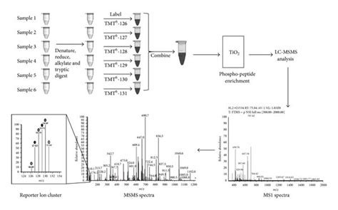 Phospho Tmt Workflow A Structure Of The Tmt Tag Six Tags Are