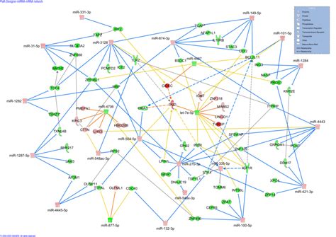 Microrna Target Gene Co Expression Network Constructed Using Ingenuity