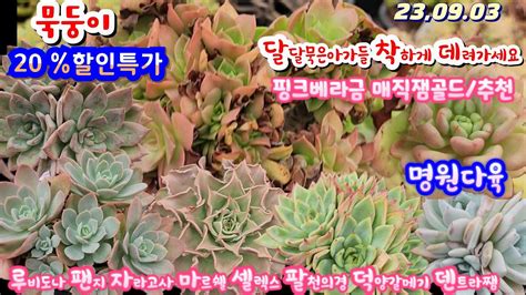 명원다육4묵둥이 20특가루비도나팬지자라고사마르쉘셀렉스알피니스그레이덕양갈메기덴트라쨈터치미매직쨈골드알리앙스팔천의경할로윈 Youtube