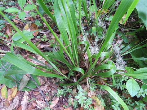 Vanilla Grass Hierochloe Occidentalis