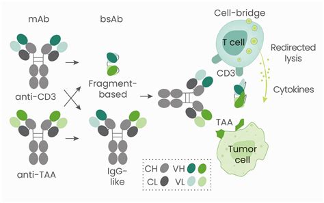 The New Era Of Bispecific Antibodies For Cancer Immunotherapy Cancer