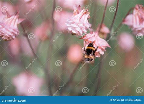Pi Kne Kolorowe Kwiaty Orliki W Ogrodzie Na Zielonym Pastelowym Tle Stock Photo Image Of Grass