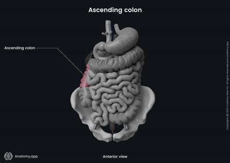 Ascending Colon Anatomyapp