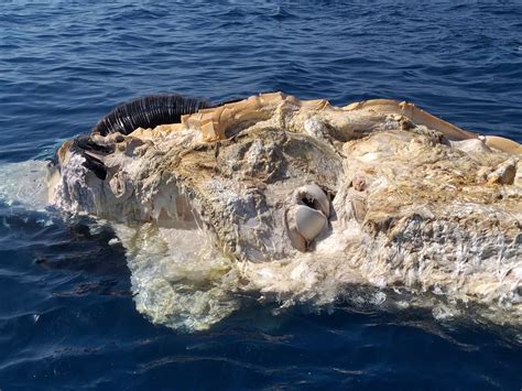 Stranded Humpback Whale In Mozambique Attracts Crowds And Sharks