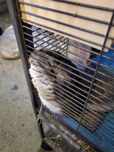 Just Want To Confirm The Sex Of My Chin 2nd Pic Is Genitalia R Chinchilla