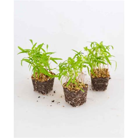Chervil Massa Anthriscus Cerefolium 3 Plants In Root Ball