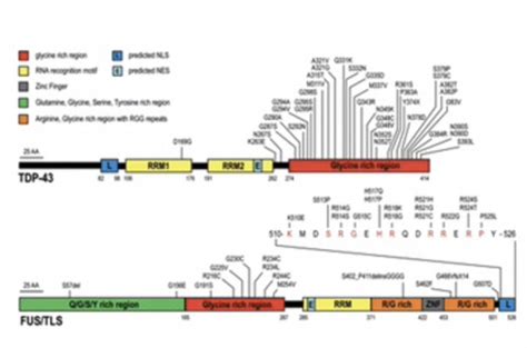 Roles Of TDP And FUS In FTD ALS Flashcards Quizlet