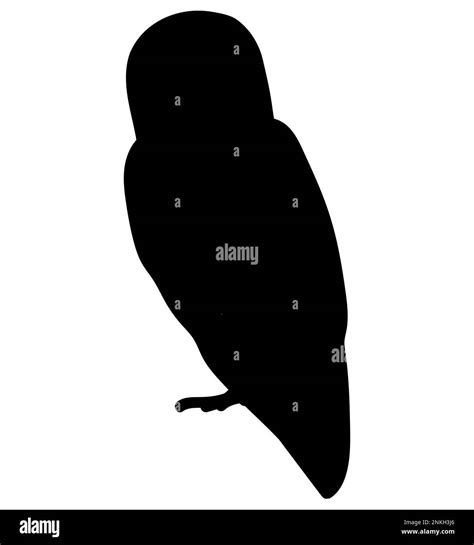Back Barn Owl Stock Vector Images Alamy