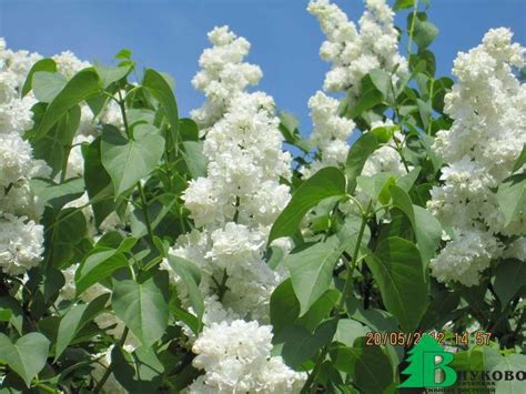 Сирень обыкновенная "Моник Лемуан" (Syringa vulgaris Monique ...