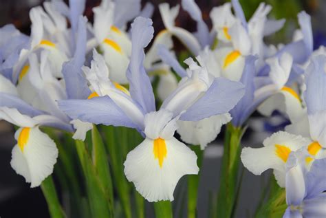 Dutch Iris ‘sapphire Beauty The Garden Club Of Houston