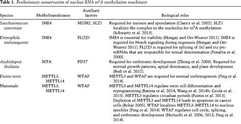 Rna N6 Methyladenosine Methylation In Post Transcriptional Gene Expression Regulation