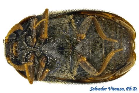 Coleoptera Dermestidae Trogoderma Variabile Warehouse Beetle E Urban Programs El Paso County