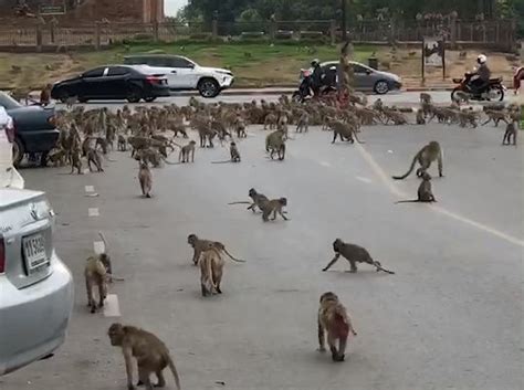 ลิงลพบุรีเปิดศึกปิดถนนตีกันสนั่นเมืองละโว้ไม่แคร์สื่อ คาดแย่งอาหาร