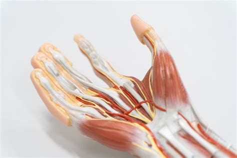 Musculos De La Mano