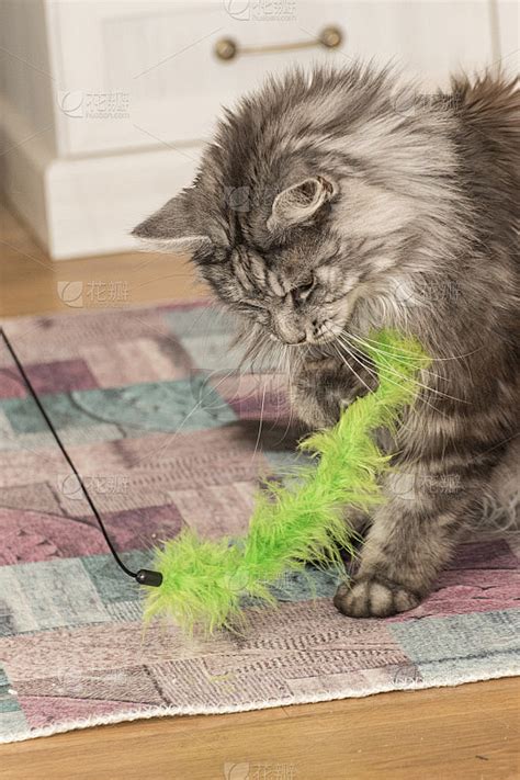 一只美丽的浣熊猫在玩耍
