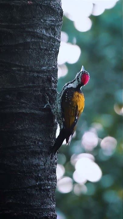 Nature This Bgm 💞 Shorts Youtubeshorts Wildlifeshorts Birds