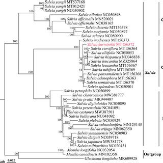 The Maximum Likelihood ML Tree Was Constructed Based On Complete Download Scientific Diagram