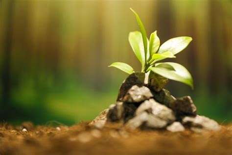 保护植物素材 保护植物模板 保护植物图片免费下载 设图网
