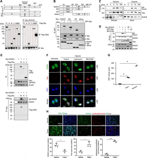 RUNX3 Methylation Drives Hypoxia Induced Cell Proliferation And