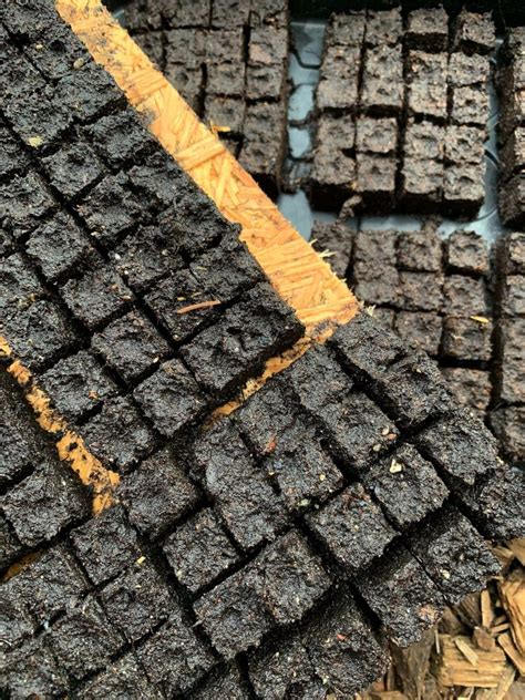 Soil blocker Starting Seeds Without Pots Sara Bäckmo