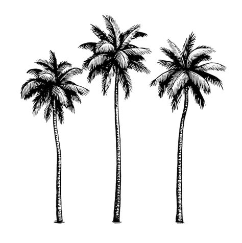 Palmeras de coco ilustración de tinta dibujada a mano Vector Premium