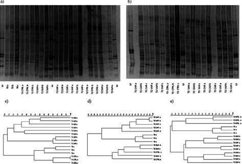 Pcr Dgge Patterns A And B And Cluster Analyses Based On Upgma Of Dgge