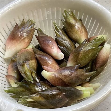 今年も茗荷の収穫が始まりました みんなたのしくすごせたら