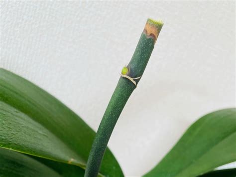胡蝶蘭の花が終わったらどこを切る枯れた後再生させる方法はあるGreenSnapグリーンスナップ